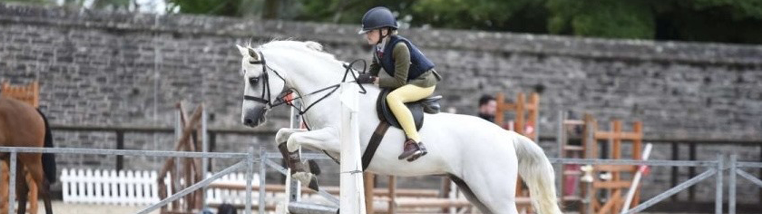 Show Pony – Irish Pony Society